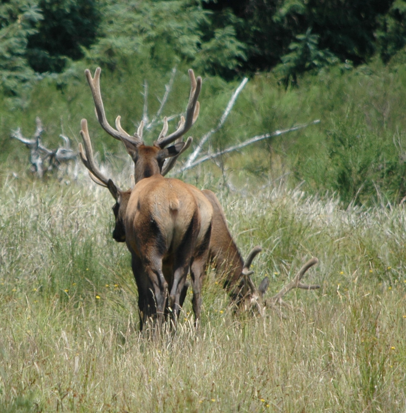 Three Bulls | Shutterbug